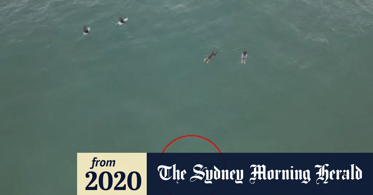 Video: Drone footage captures close encounter with shark